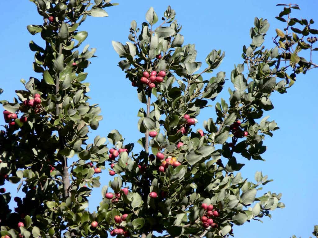 Árboles como el Quillay podrí­an desaparecer por los incendios en Chile