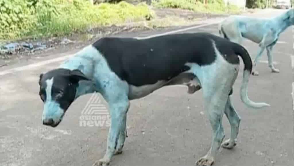 El extraño caso de los perros callejeros que se volvieron azules en India