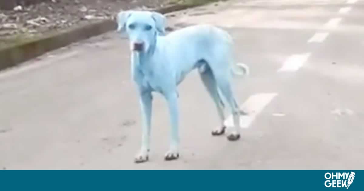 El extraño caso de los perros callejeros que se volvieron azules en India