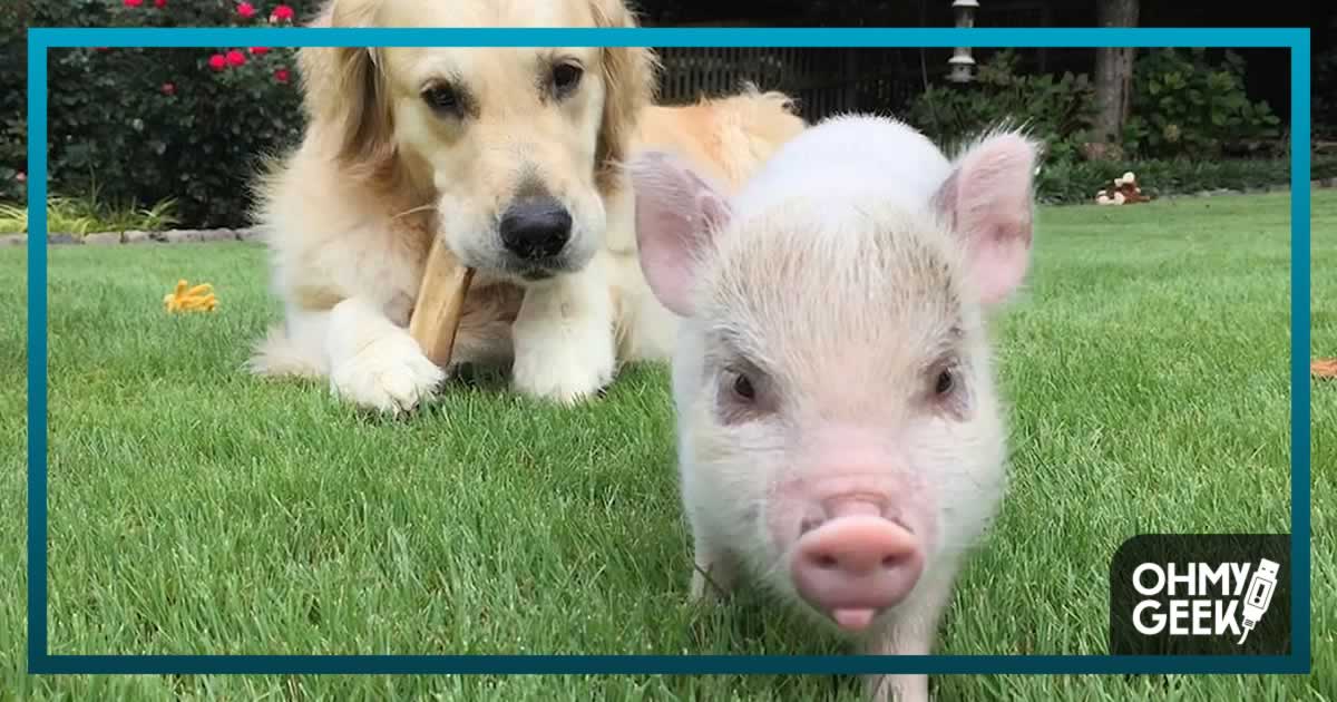 Video Ranking: los 10 animales más inteligentes del mundo